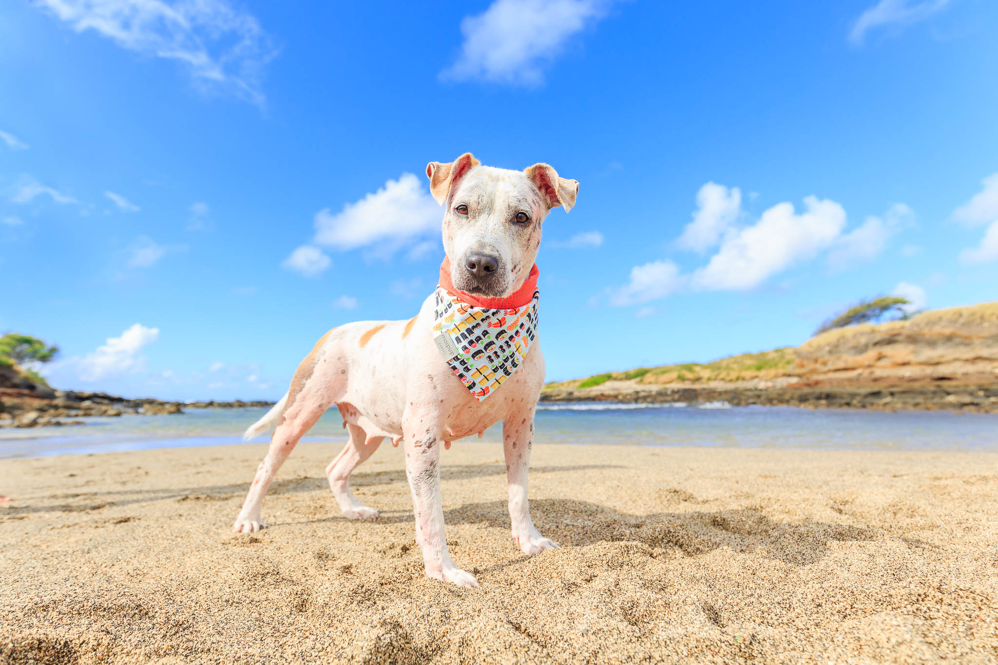 8 Ways To Celebrate Your Dog’s Birthday In Honolulu - kerinakahashi.com