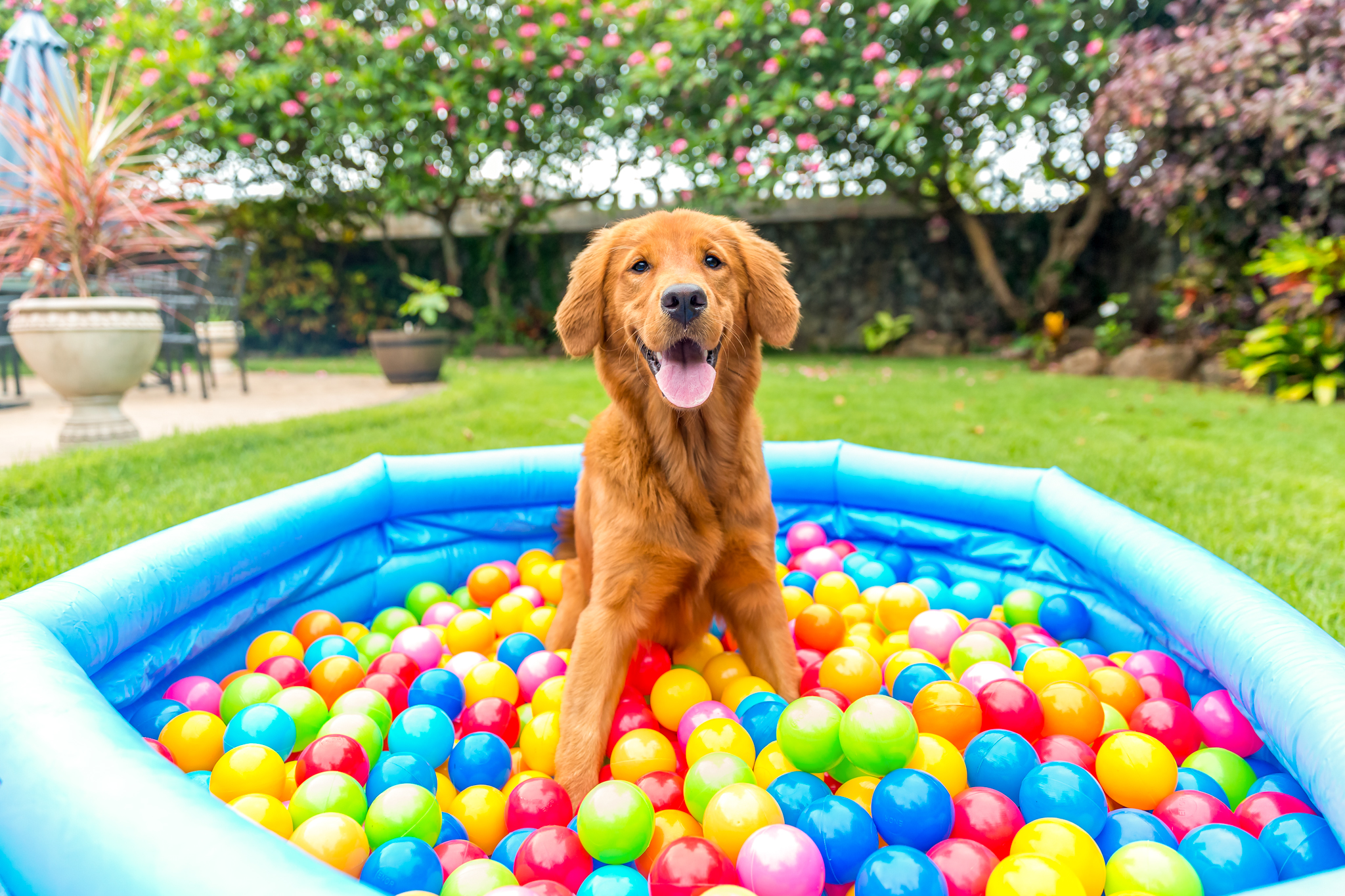 8 Ways To Celebrate Your Dog’s Birthday In Honolulu - kerinakahashi.com
