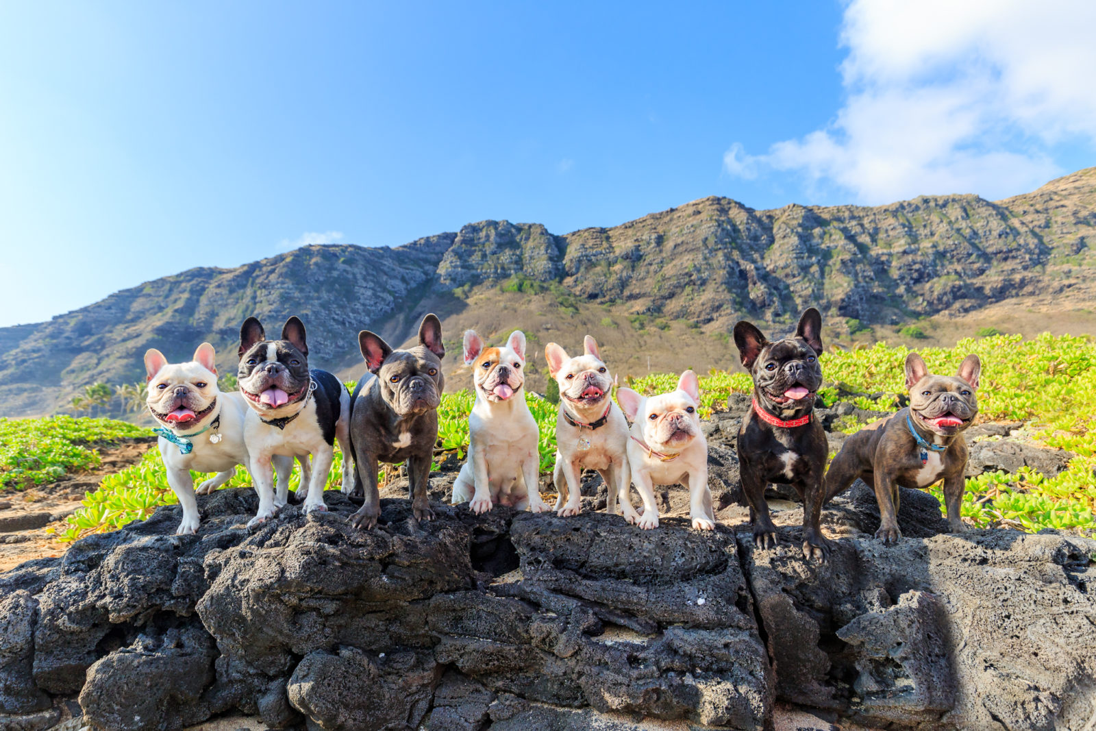 8 Ways To Celebrate Your Dog’s Birthday In Honolulu - kerinakahashi.com